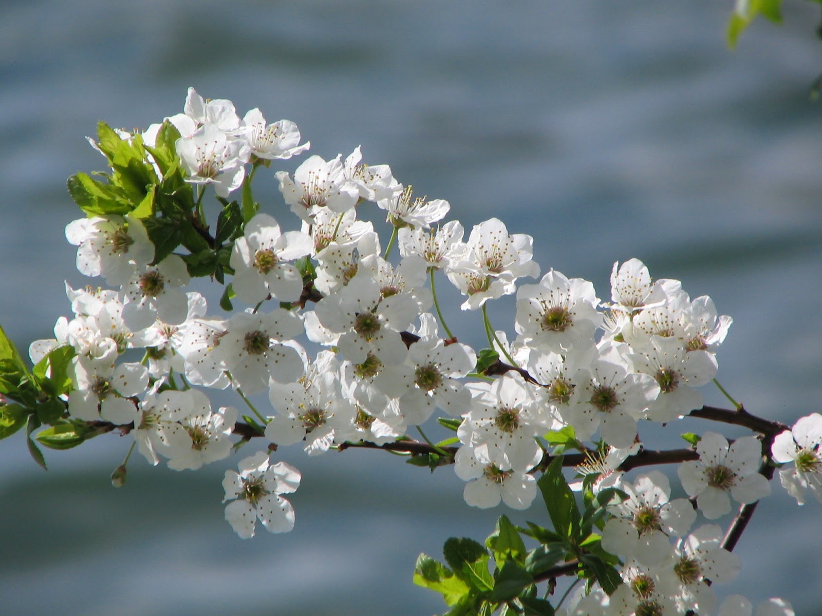 LA MULȚI ANI, ROMÂNIA!: Pomi infloriti (1)