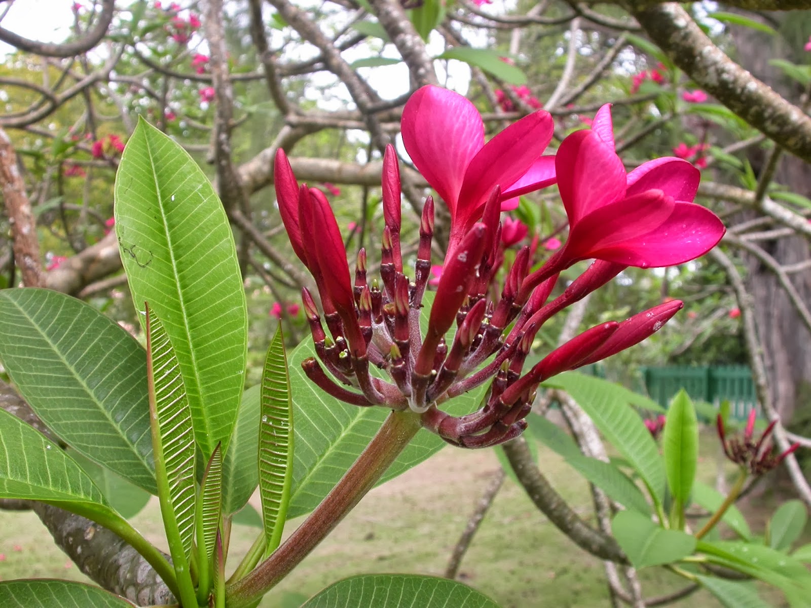 Barbados Flora & Fauna: Dry Season in October in Barbados?