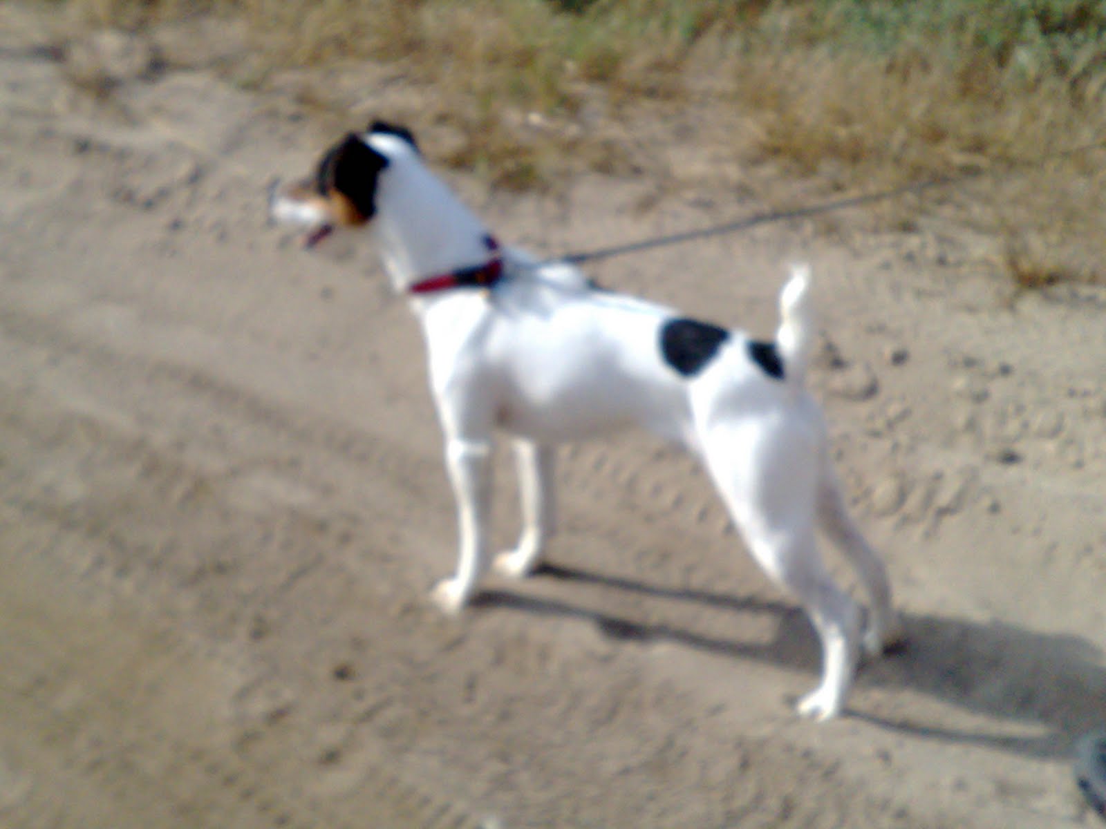 Parson Russell Terrier: Audrey & Byron ******I MANGIAROSPI******