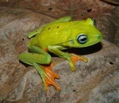 Mundo Animal Nett: ANFÍBIOS