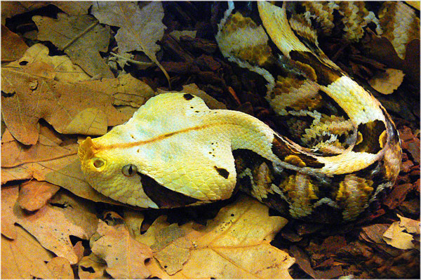 herpetologia: Vibora del gabon ( bitis gabonica )