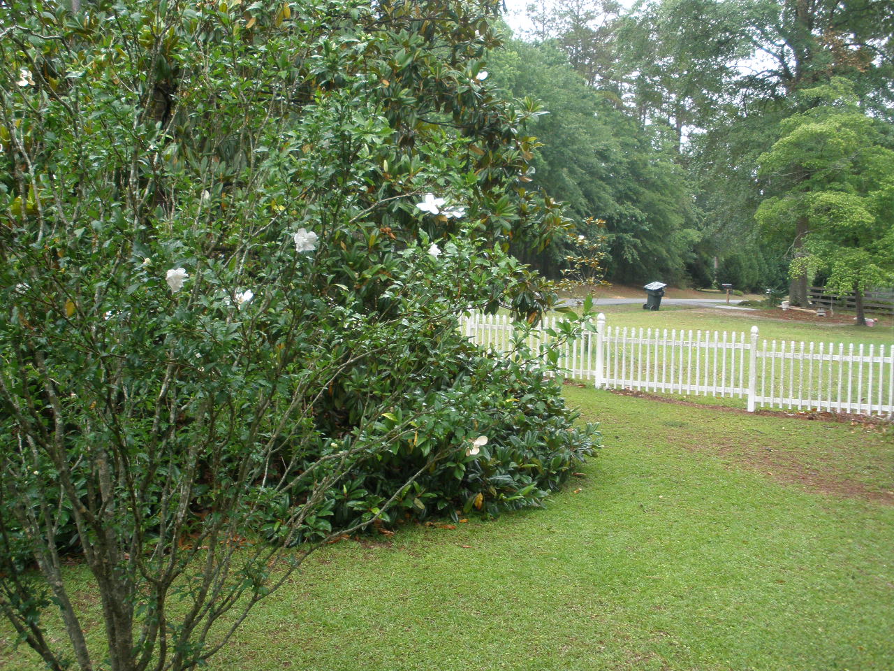 MARIETTE'S BACK TO BASICS: {Our Southern Magnolia and Hibiscus}