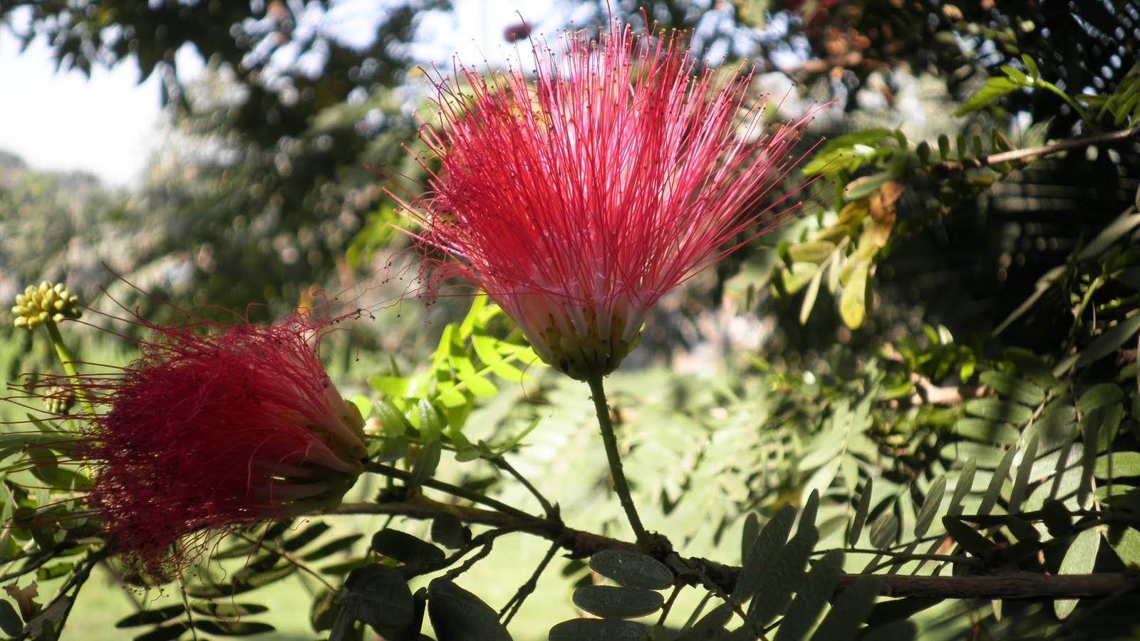 Do you love Rain tree flower? - Free HD Wallpaper