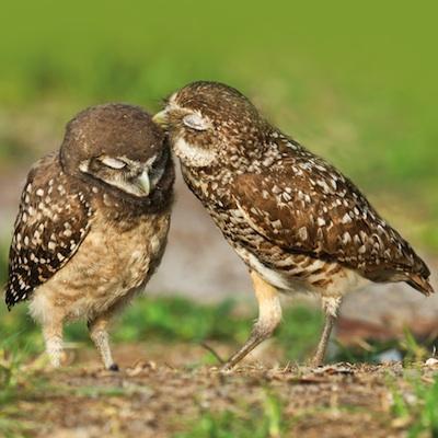 Baglyok: Üregi bagoly