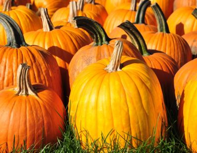 Le Saviez-Vous ?: La différence entre une citrouille et un potiron