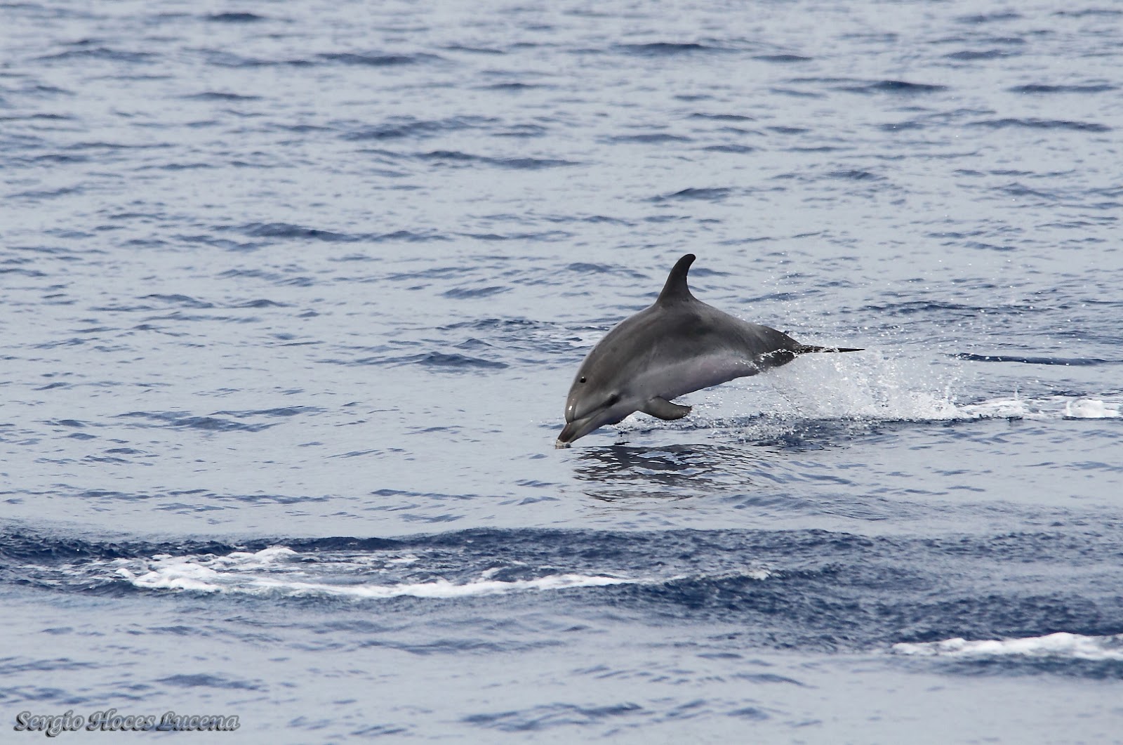 Viajes, Salidas, Naturaleza, (Fotografía).: Delfín Moteado (Stenella ...