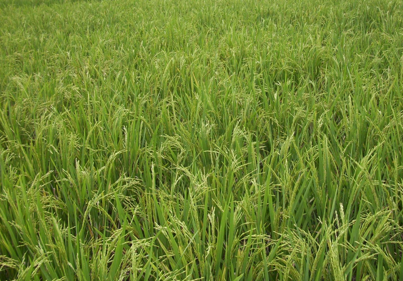 aponksandra's fields: BUDIDAYA PADI (Oryza sativa) DI INDONESIA