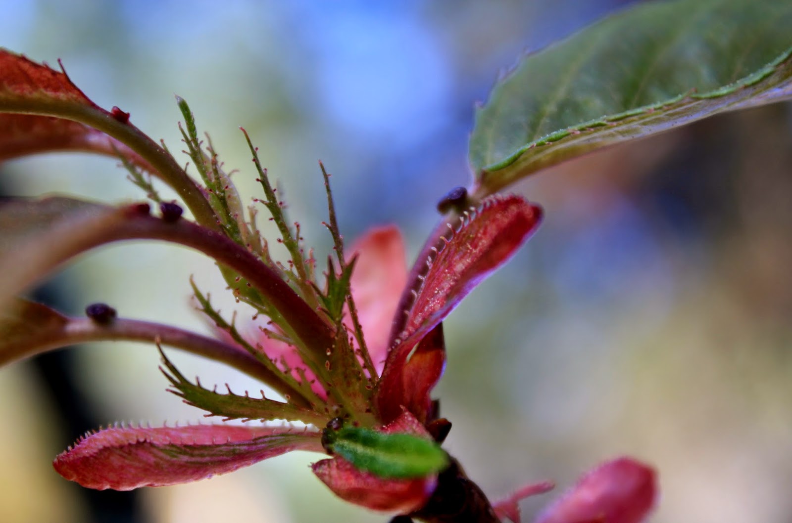 MIN NATUR: Senvår eller försommar