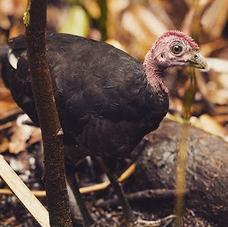 Maleo Waigeo (Aepypodius bruijnii) Endemik Pulau Waigeo
