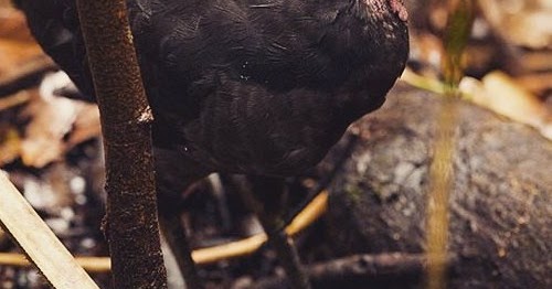 Maleo Waigeo (Aepypodius bruijnii) Endemik Pulau Waigeo