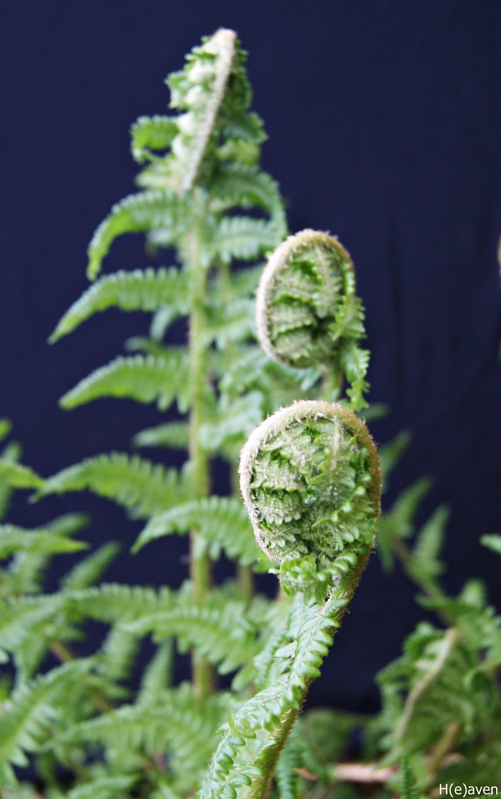 Rullende ældgamle bregner