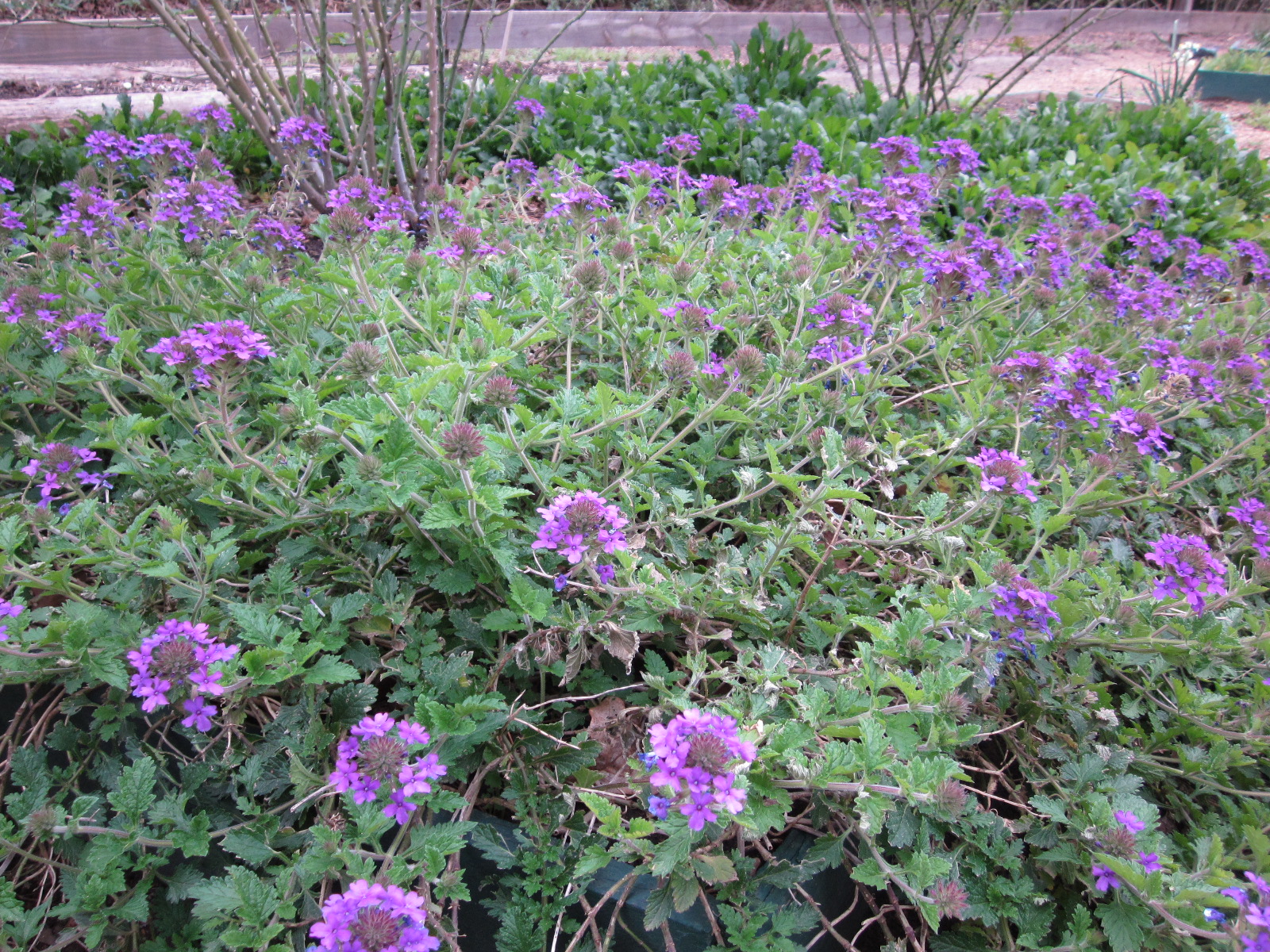 Lisa Bonassin's Garden: Homestead Purple Verbena March 9, 2013