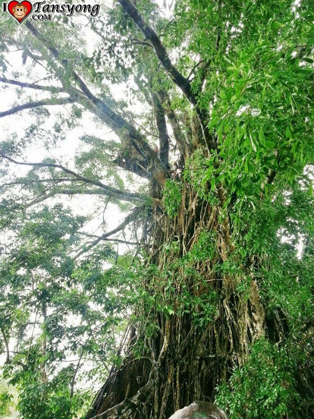 Balete Park And Millennium Tree