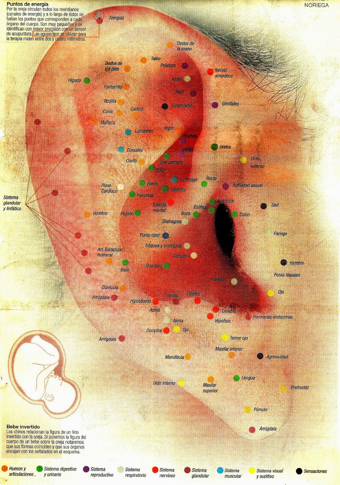 MIS LIBROS DIGITALES PDF: LOS PUNTOS DE LA OREJA HUMANA