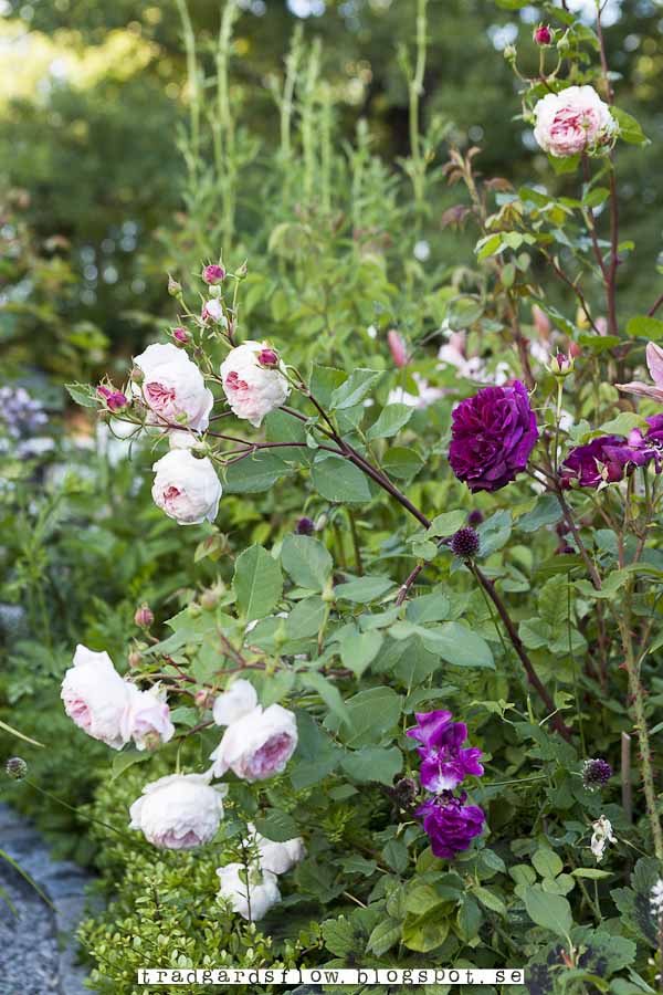 Trädgårdsflow: Falstaff vs Munstead Wood