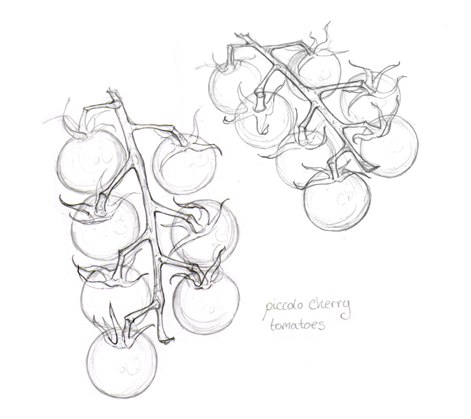 Amy Holliday Illustration : Study // Cherry Tomatoes on the Vine