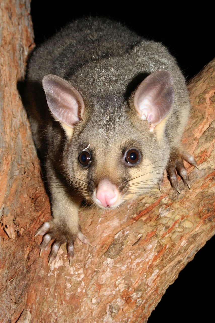 Growing Illawarra native plants to attract wildlife | Growing Illawarra ...