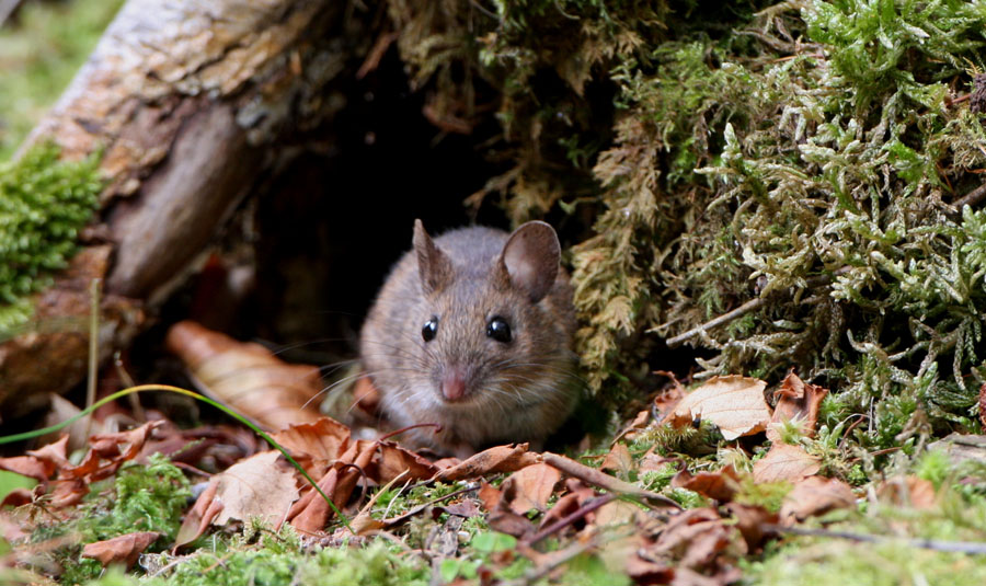 Mandy West Wildlife Photography: "The Enchanted Wood" aka our base in Mull