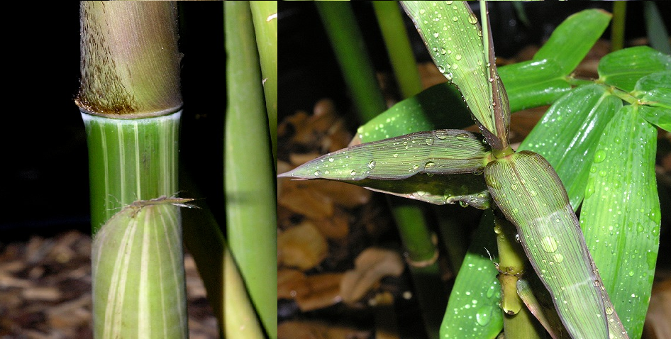 Kebun Bambu: BUDI DAYA BAMBU HITAM