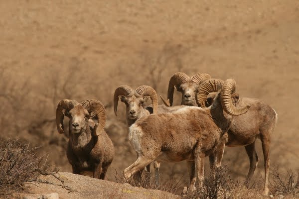 Viitorul incepe azi: Argali