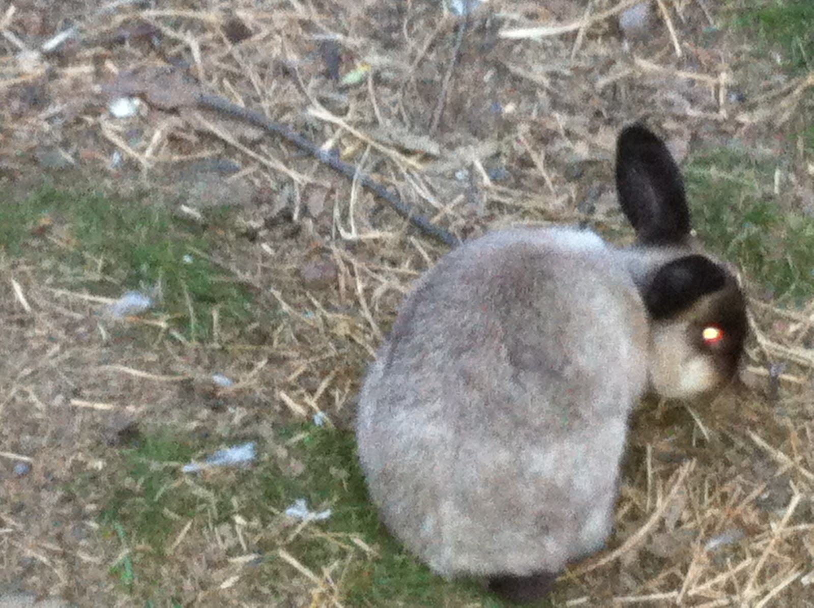 Rabbit Rescue Sanctuary: June 2012