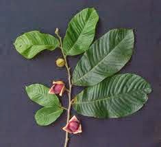 Flora de Puerto Rico Ilustrada Papo Vives: ANNONACEAE ANNONA PURPUREA ...