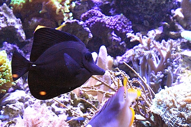 The Longnose Surgeonfish Exotic Saltwater Black Tang