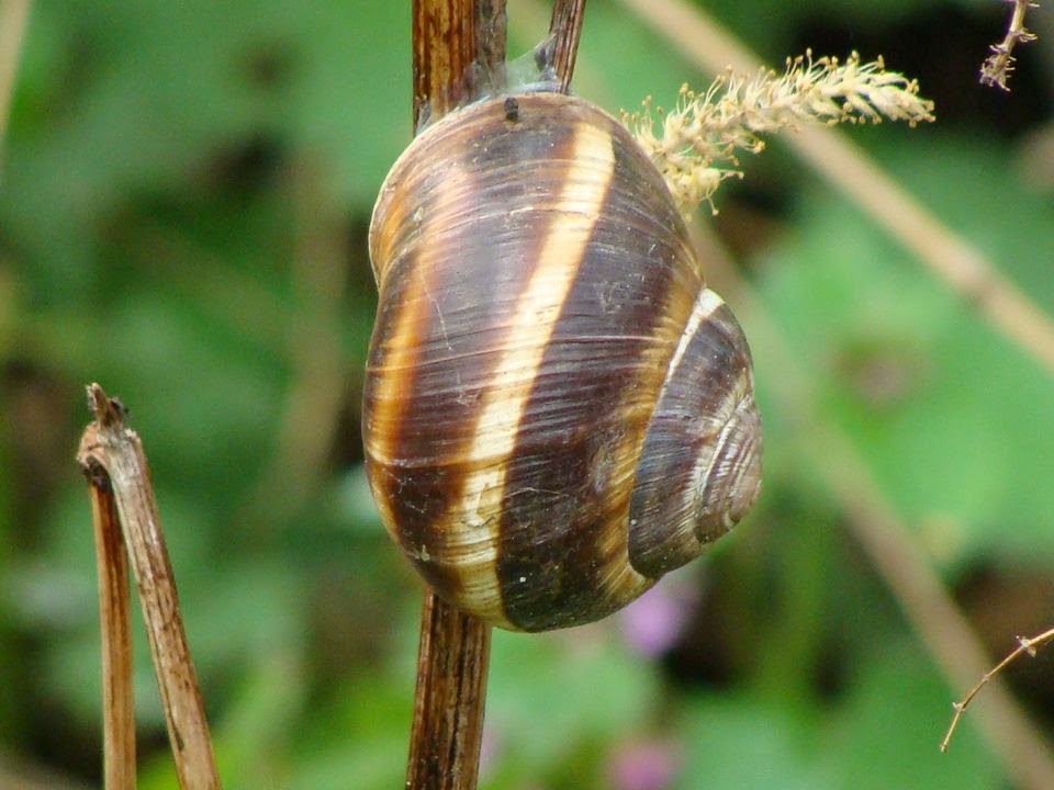 Snails and Slugs from Romania: Helix (Helix) lucorum