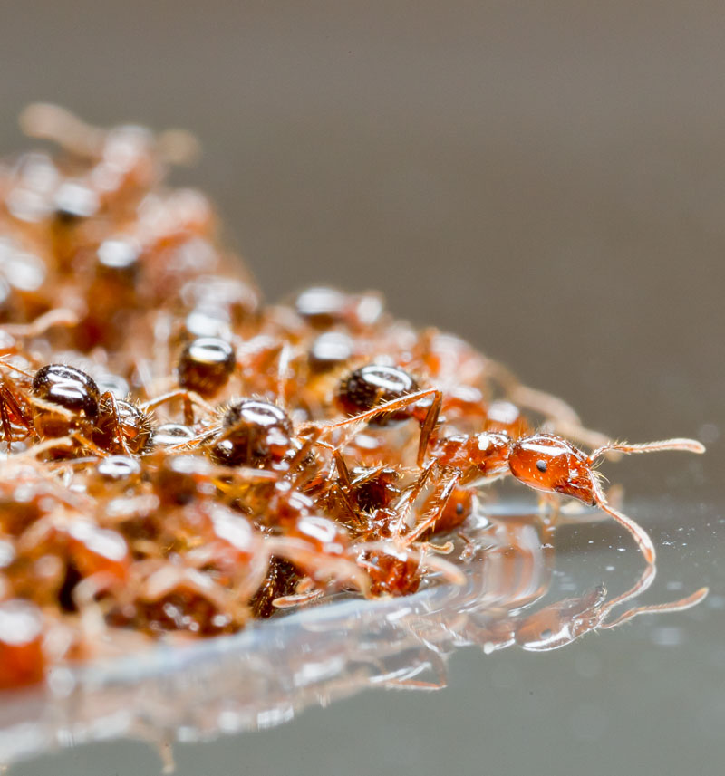 NEUROMONDE: LES FOURMIS DE FEU SONT SAUVÉES PAR DES RADEAUX QUI LES ...