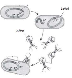 Reproduksi Bakteri Secara Transformasi Transduksi dan Konjugasi