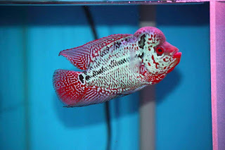 Knowing Difference Between Kamfa And King Kamfa