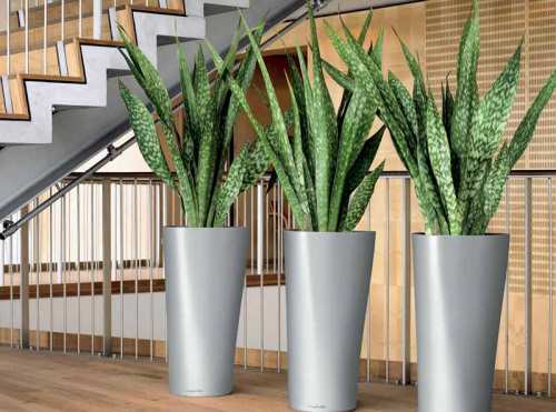 8 Tanaman Sehat Di Dalam Rumah | Desain Rumah