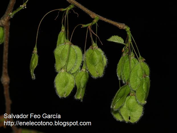 En el ecotono: Los frutos de los olmos