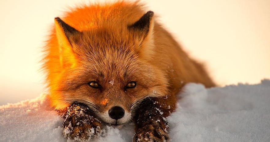 chou-genou-caillou: De l'animal