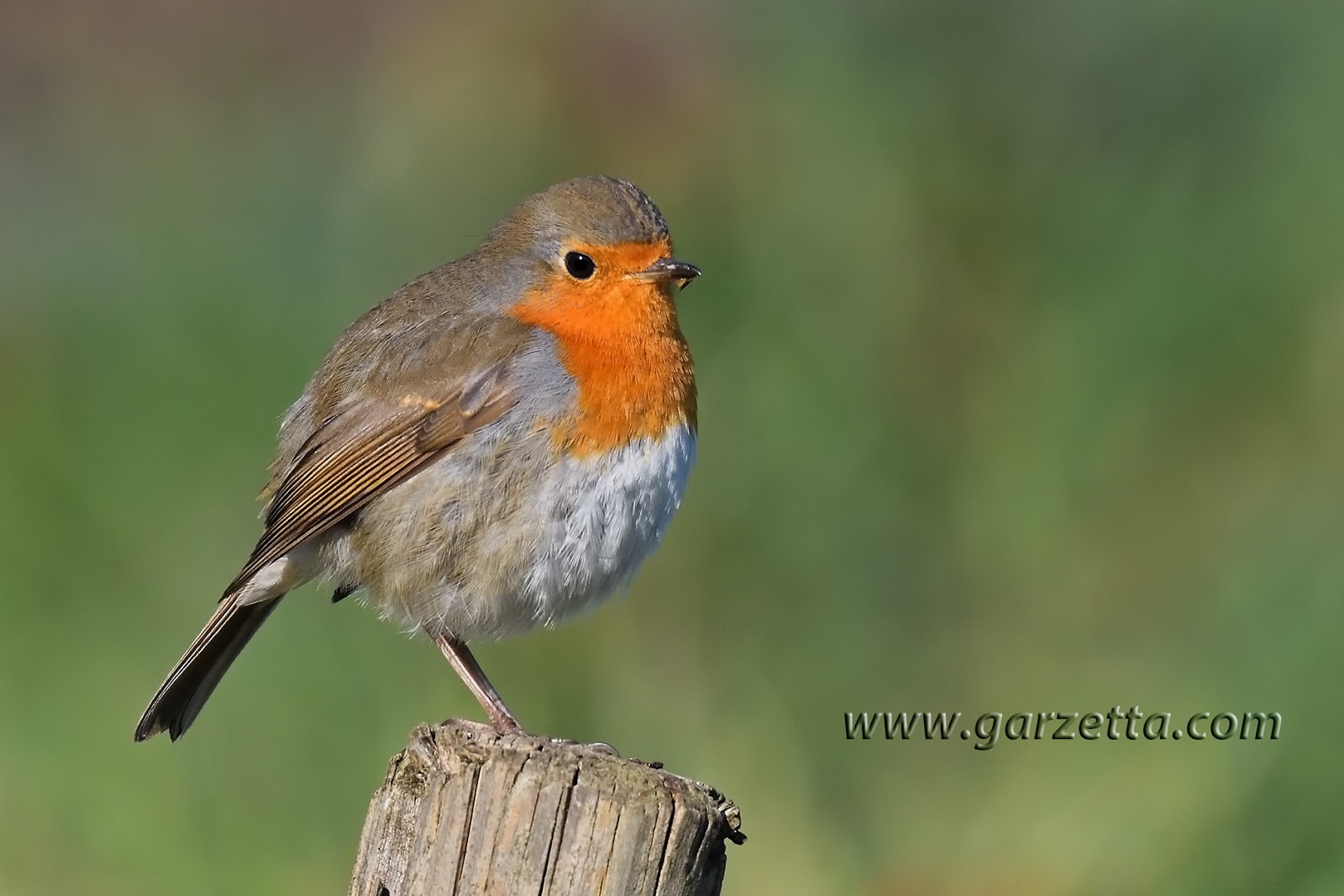 Pensierini sparsi: Il Pettirosso