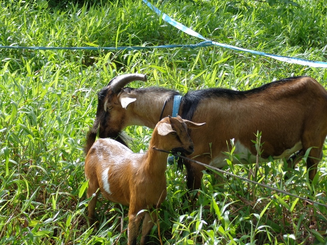 Livin' the Missionary Life - Micronesia Guam Mission: Buying goats