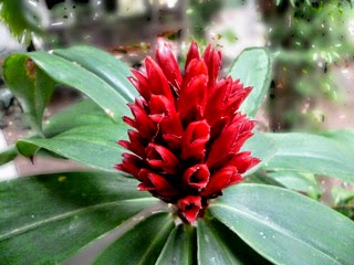 Red Crepe Ginger - Rathu Thebu | SL Flora