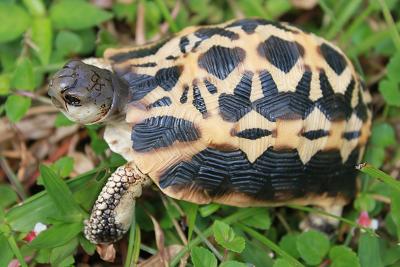 Unique Reptile Replicas: Tortoise Family