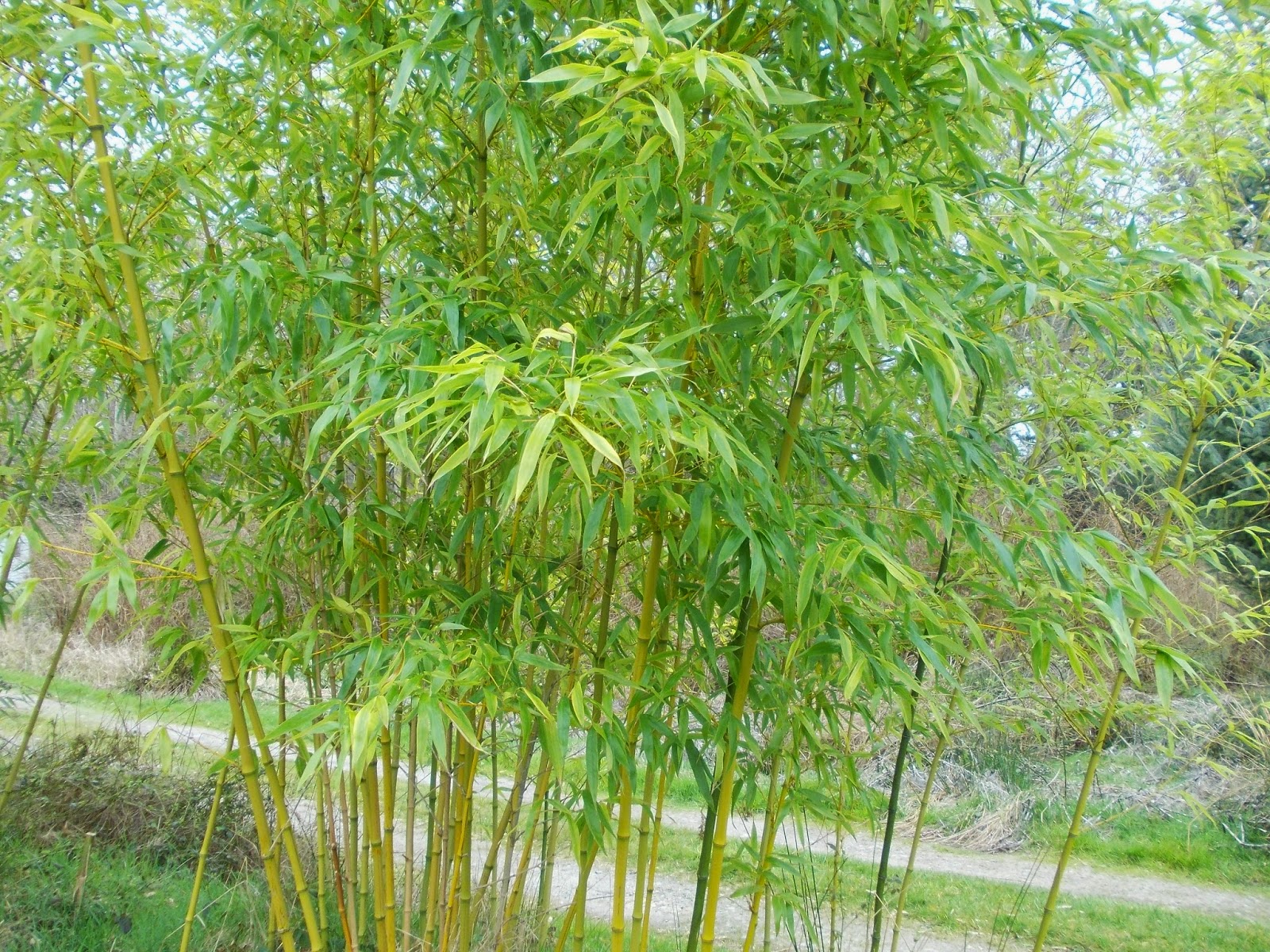 CountOnTheMoon : The Kaloa Po (Kaloa phases March 14, 15, 2015)