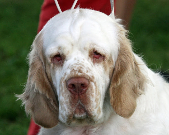 NUNCAJAMAS COCKER: LOS OTROS SPANIELS; EL CLUMBER SPANIEL