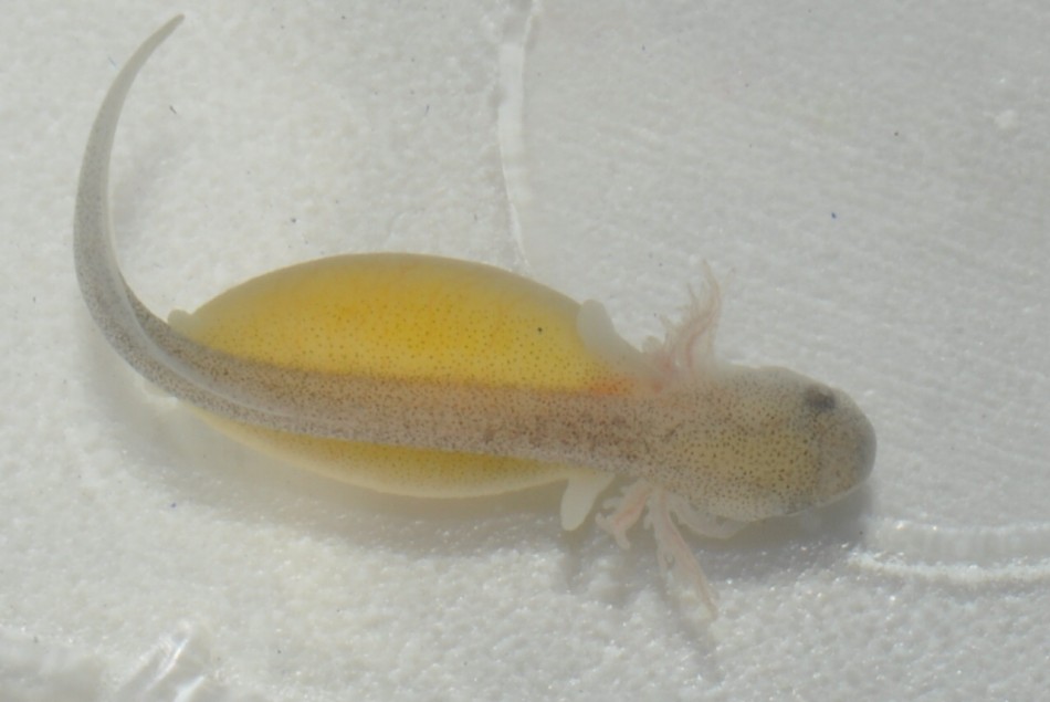 Real Monstrosities: Hellbender