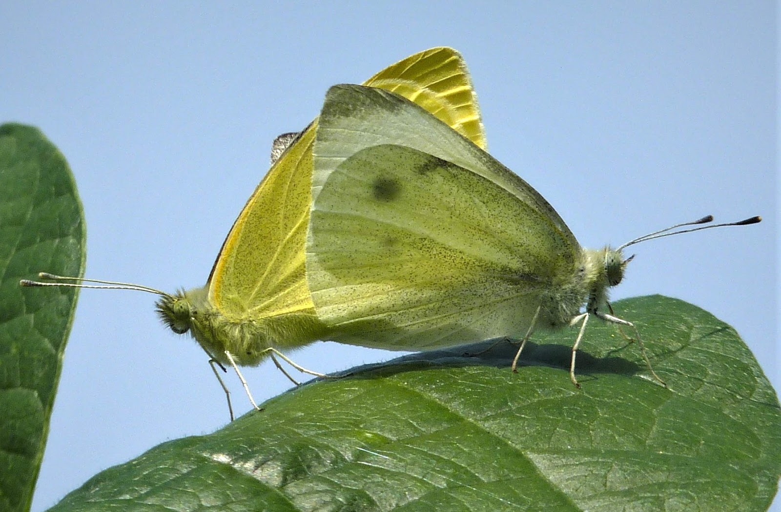Life in . . .: Rare conjoined Small White butterflies