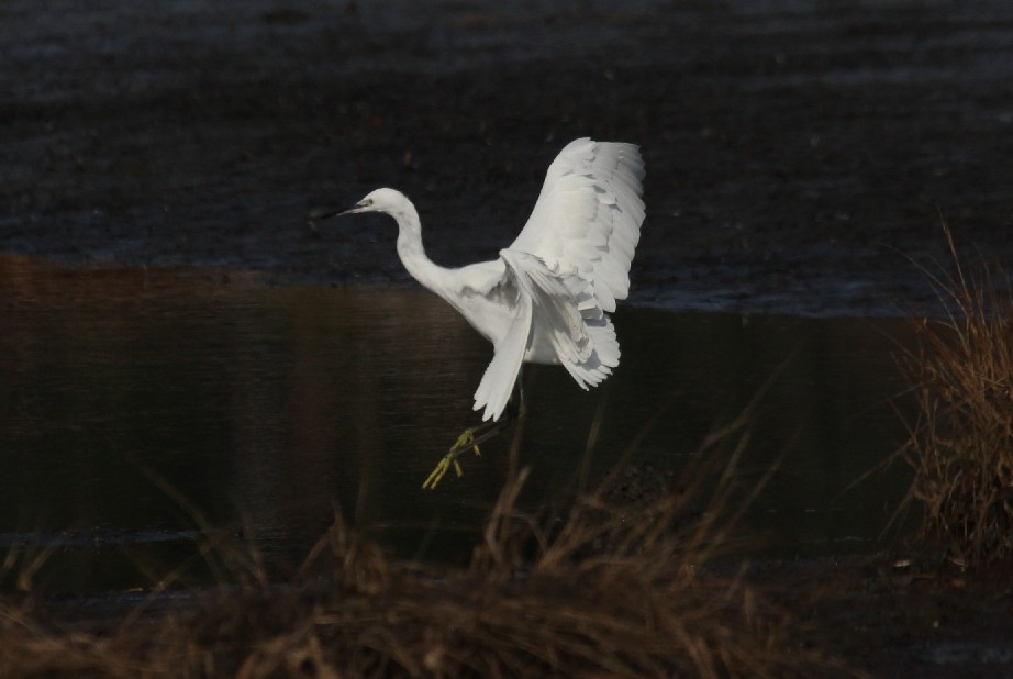 New England Coastal Birds: "Three Days of Winter Seabirding on Cape Cod ...