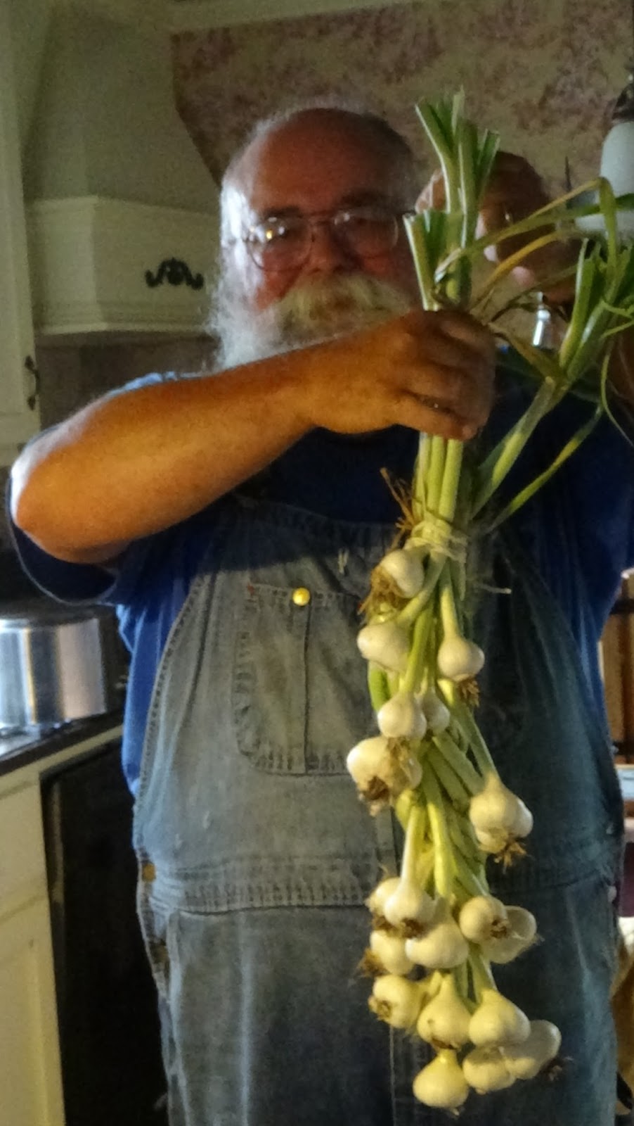 Cappy & Pegody's World: Our First Garlic Bed: from Planting to Harvest.