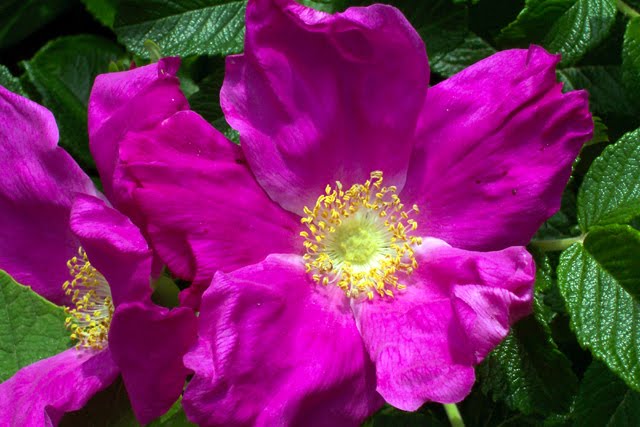 Flowerpedia: Rosa Rugosa