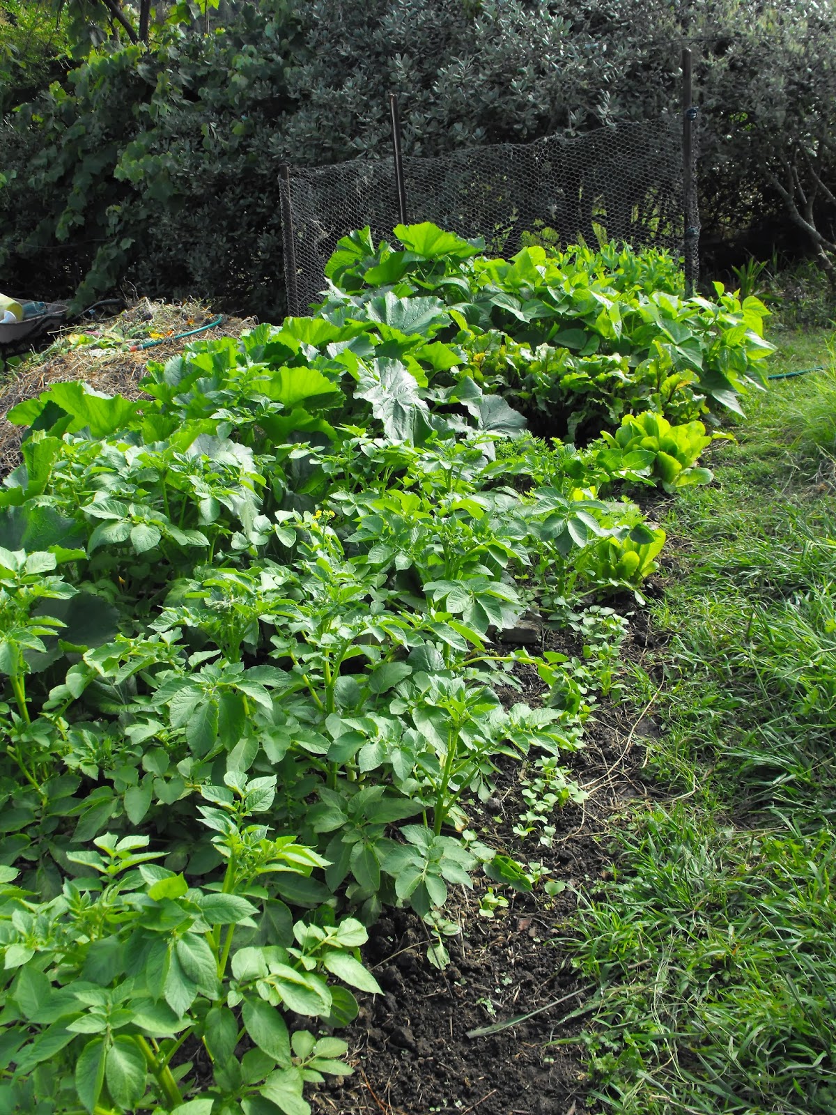 Happy Ramblings: A third vegetable patch!