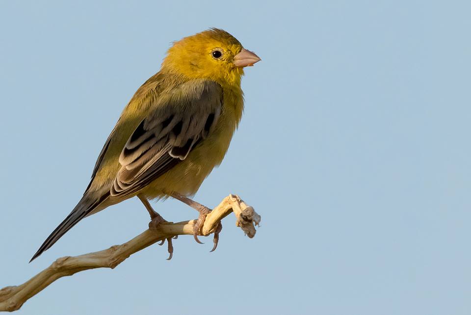 Birding for a Lark: Exotic finches at Al Hayer