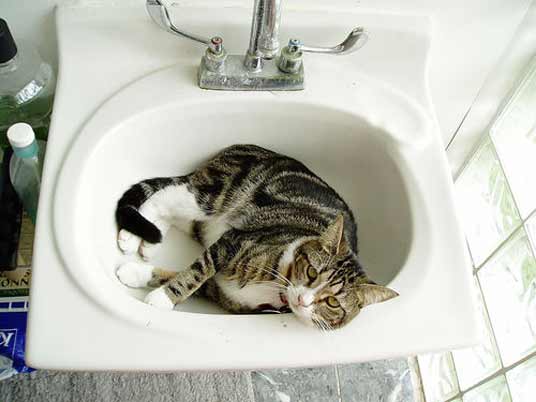 House Cats in Basins | Amazing Cats Collection