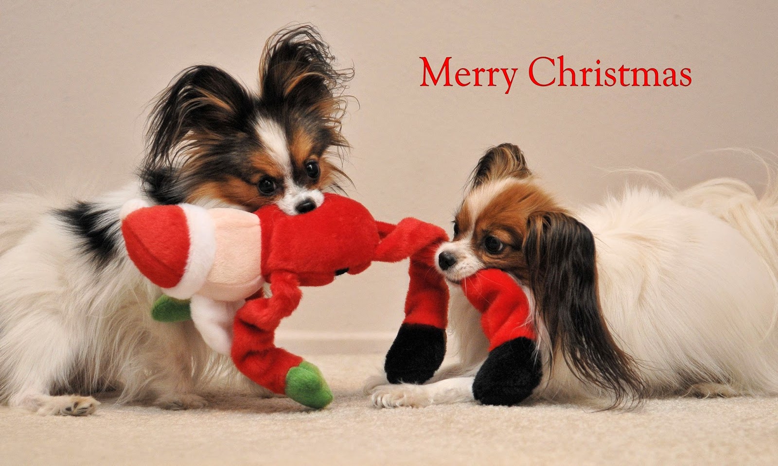 Road's End Papillons : Road's End Papillons wishing you a Merry Christmas