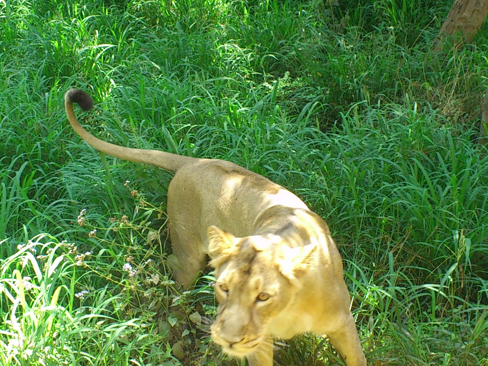 Chhatbir Zoo: Visit to Mahendra Chaudhary Zoological Park Chhatbir